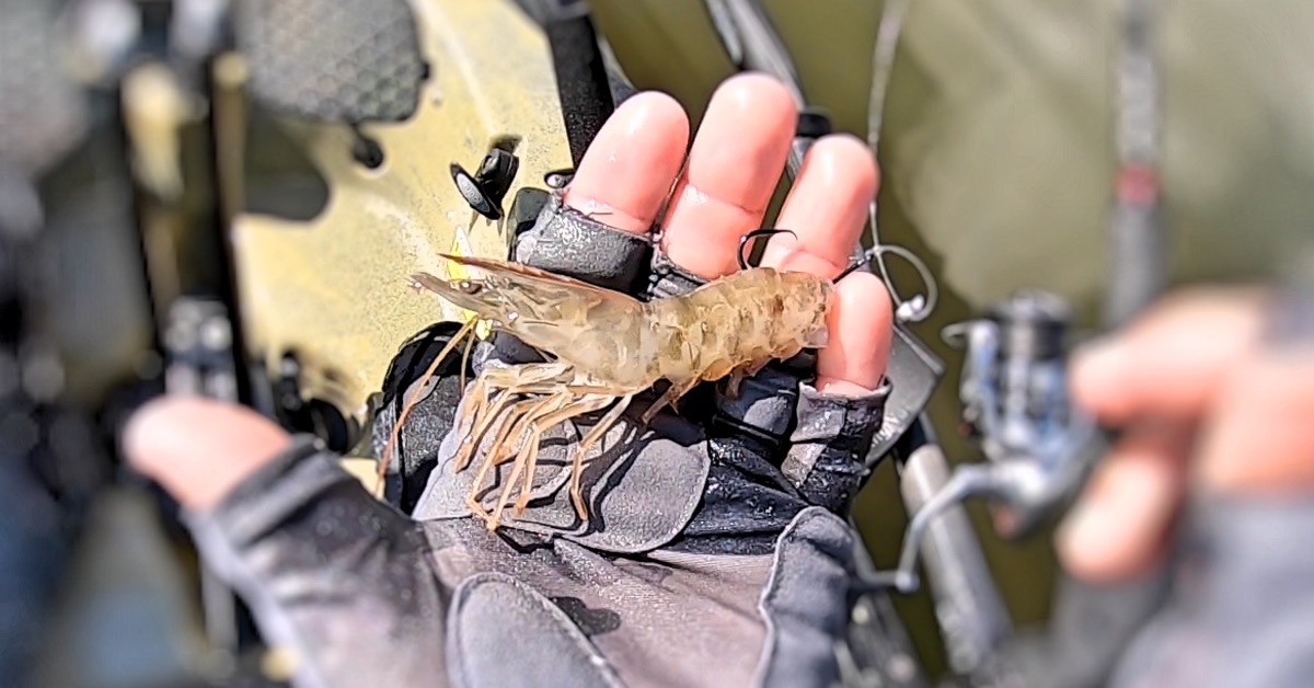 Easy Way To Rig LIVE SHRIMP For Monster Black Drum