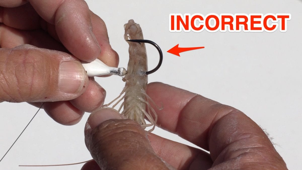 How To Rig A Shrimp On A Jig-Head Like A PRO (VIDEO)