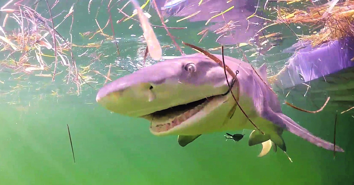 How To Target Big Sharks On The Flats (Plus On The Water Tactics)