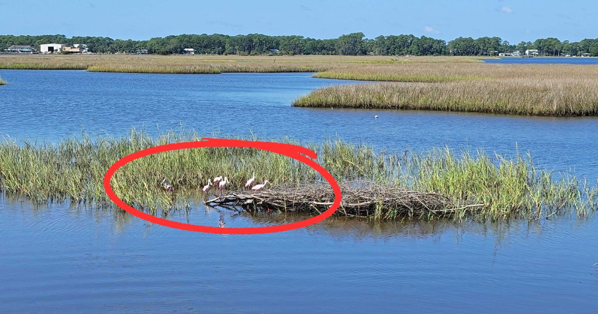 Why You Should Follow The Birds To Find The Fish