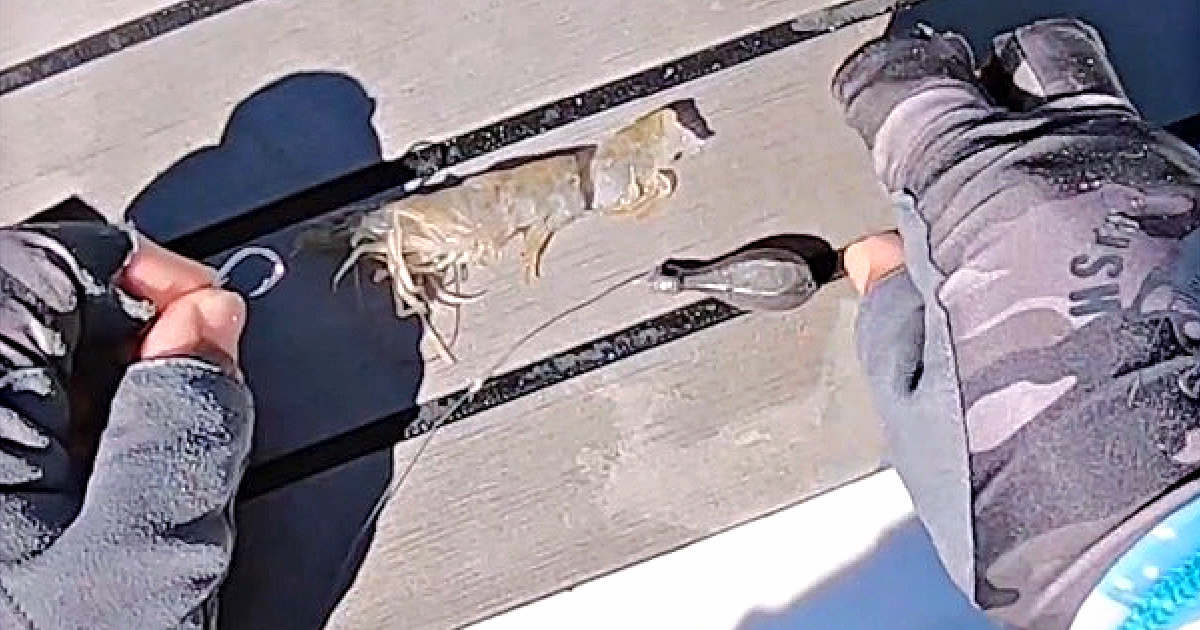 Super Simple Shrimp Rig To Catch Live Bait