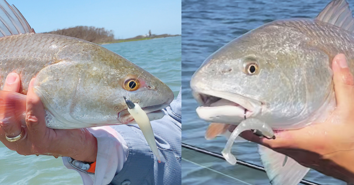 Paddletail vs. Jerk Shad (When To Use Each Lure)