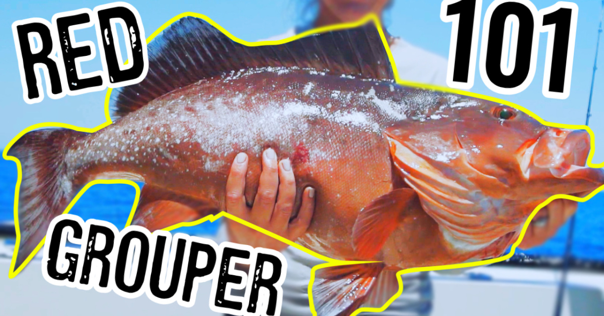 How To Catch Red Grouper 101