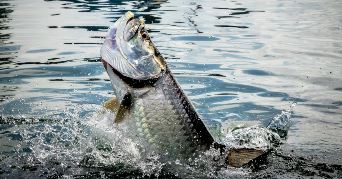 How To Catch Big Tarpon On Cut Bait (LIVE Tarpon Fight)